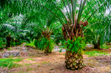 Sipef : en route vers un nouveau record