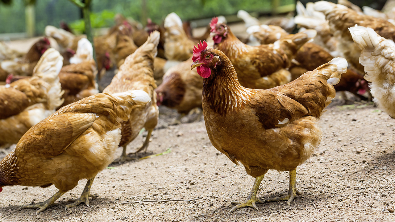 Le poulet de Bresse AOC