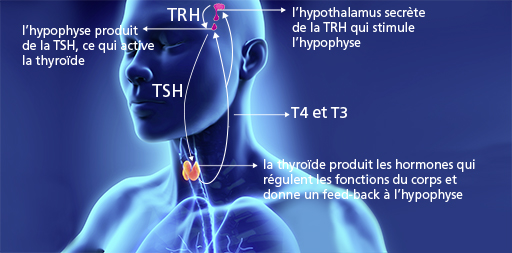 Troubles de la thyroïde
